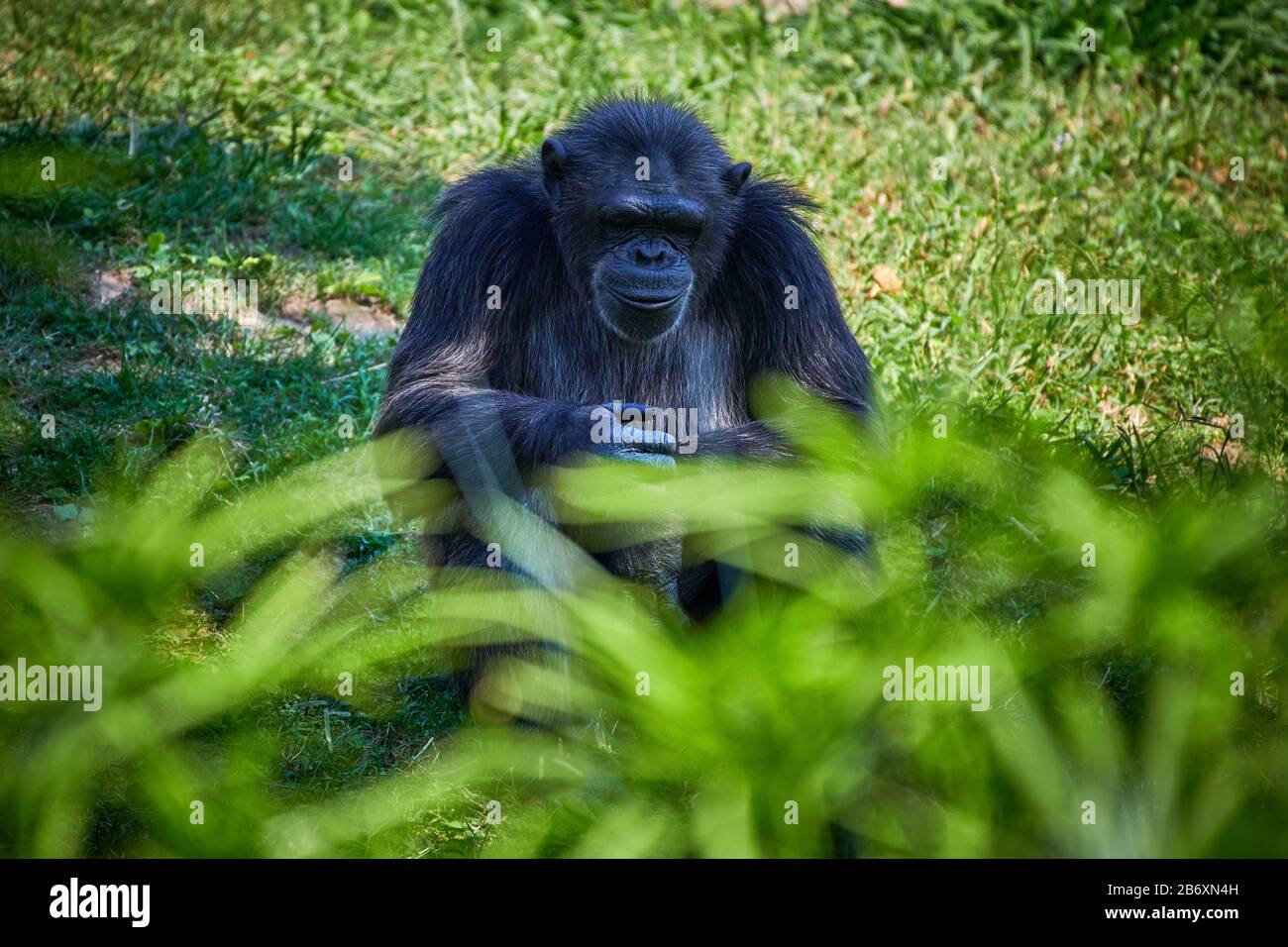 Common Chimpanzee scientific name (Pan troglodytes Stock Photo - Alamy