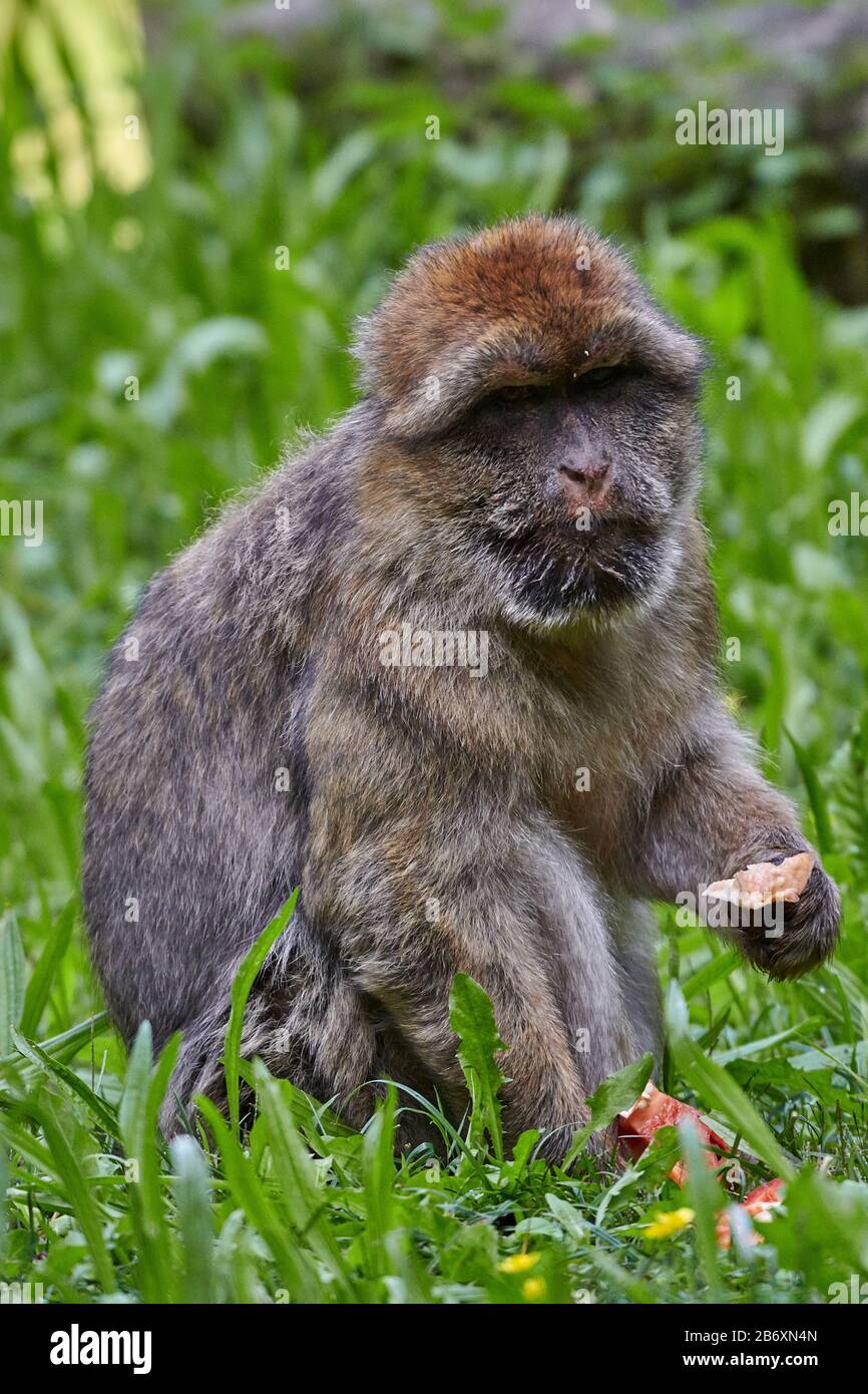 Close up head face barbary macaque hi-res stock photography and images ...