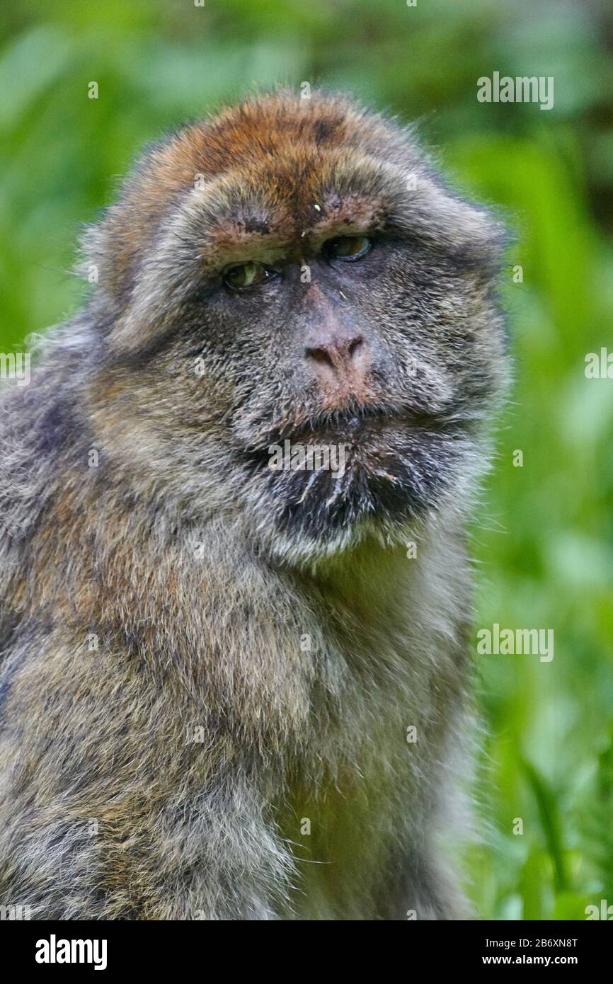 A close up of a Barbary Macaque Stock Photo - Alamy