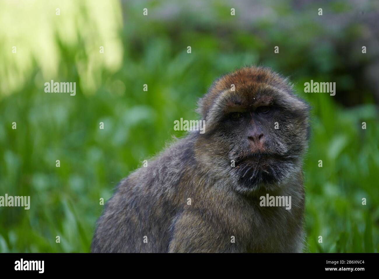 A close up of a Barbary Macaque Stock Photo - Alamy