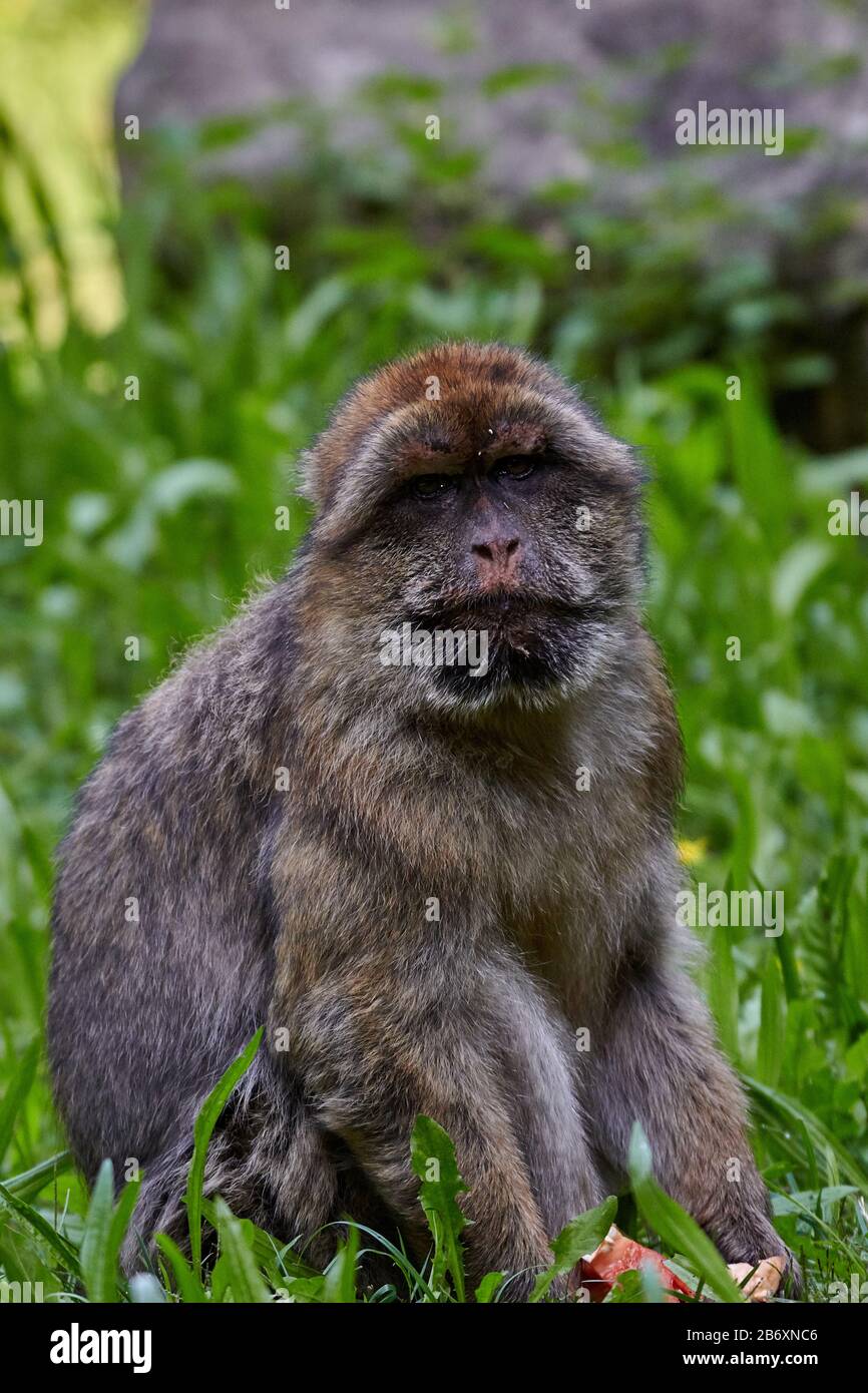 Close up head face barbary macaque hi-res stock photography and images ...