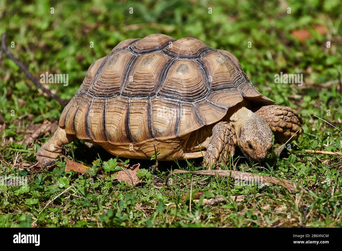 Giant african sulcata tortoise hi-res stock photography and images - Alamy