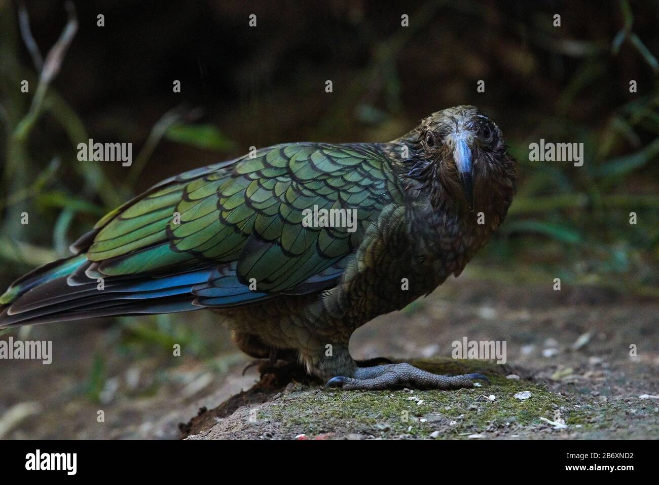 Kea nestor notabilis close hi-res stock photography and images - Alamy