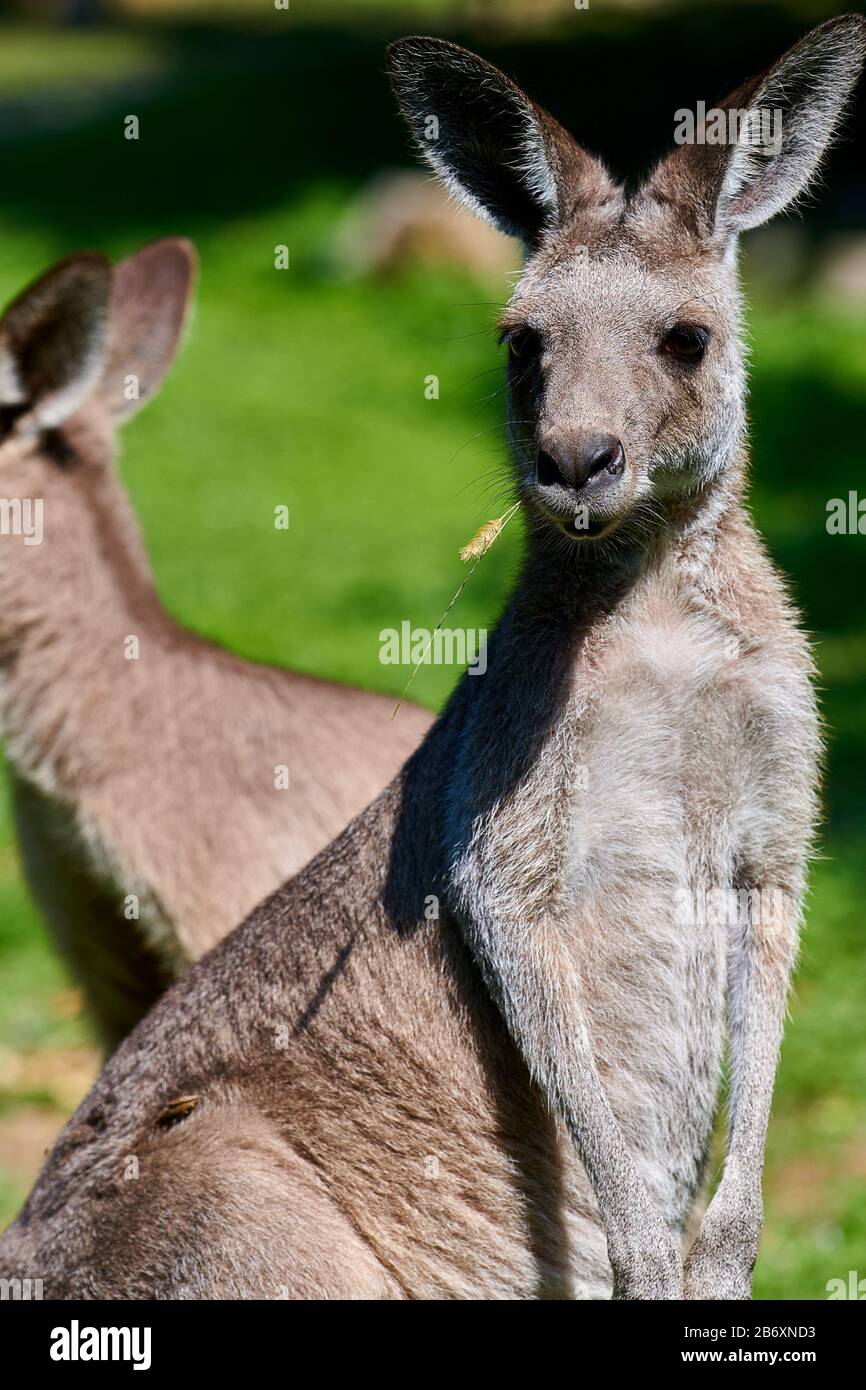 Queensland red claw hi-res stock photography and images - Alamy