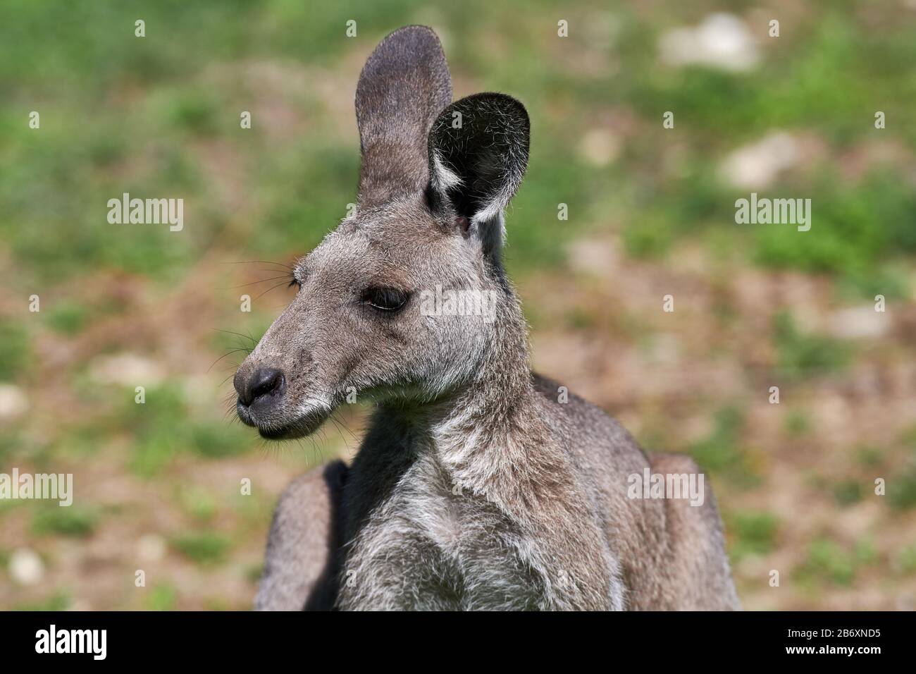 Red-necked wallaby (Macropus rufogriseus Stock Photo - Alamy