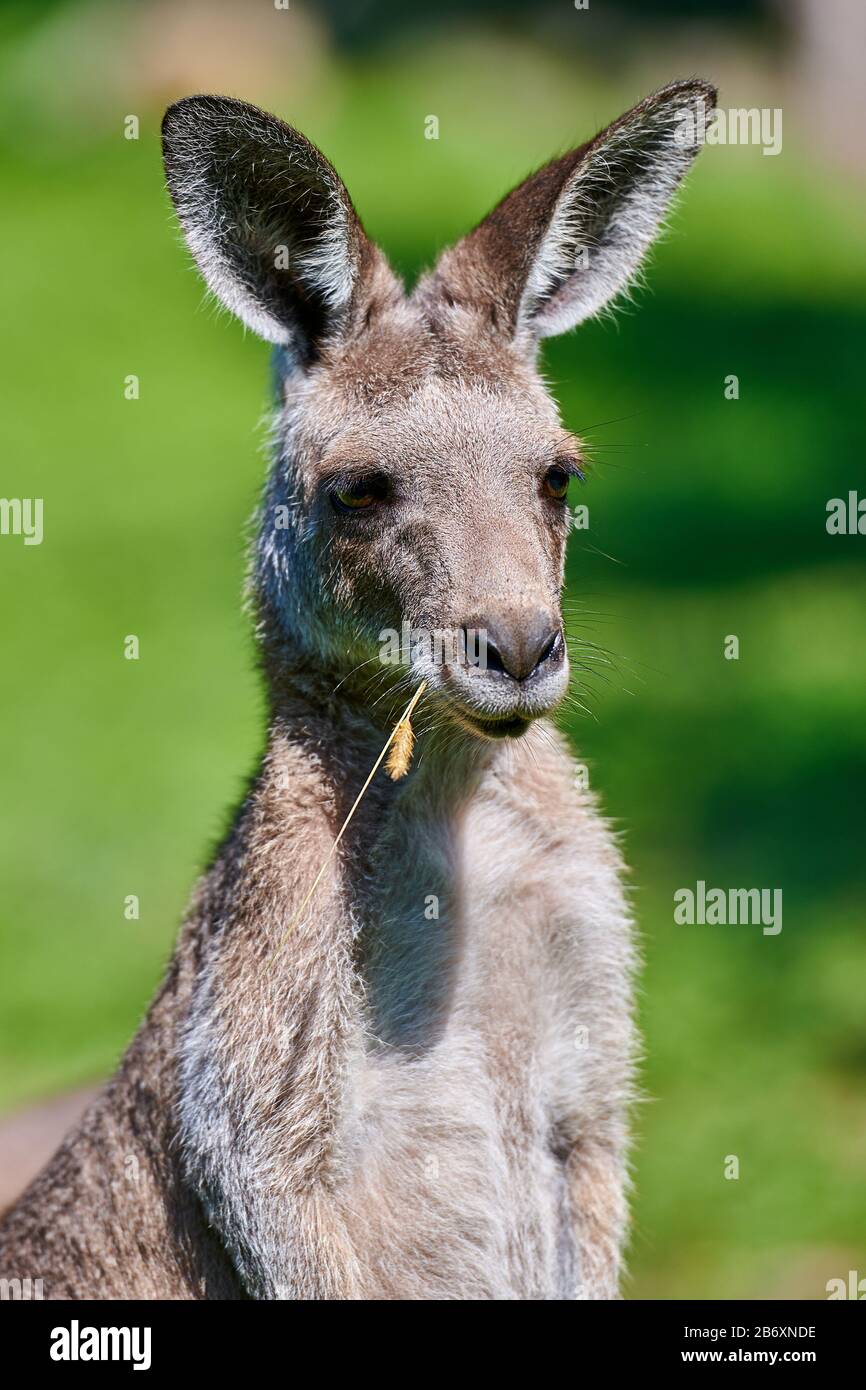 Red-necked wallaby (Macropus rufogriseus Stock Photo - Alamy