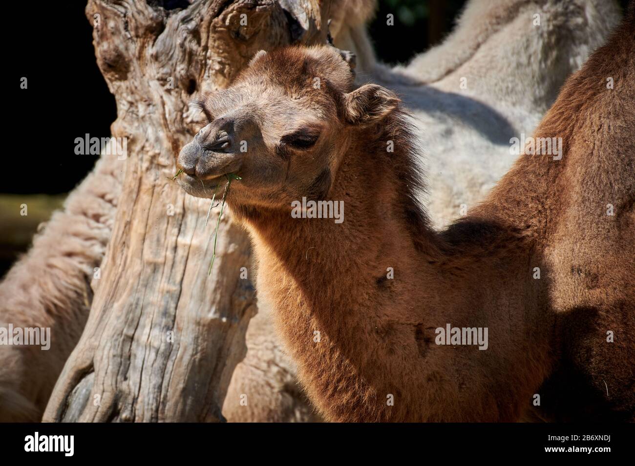 Mongolia camel hair hi-res stock photography and images - Alamy