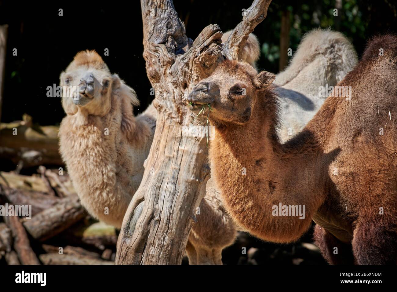 Mongolia camel hair hi-res stock photography and images - Alamy