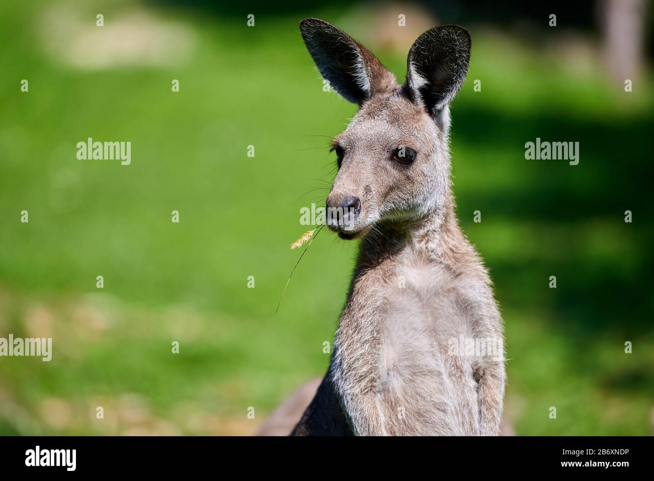Queensland red claw hi-res stock photography and images - Alamy