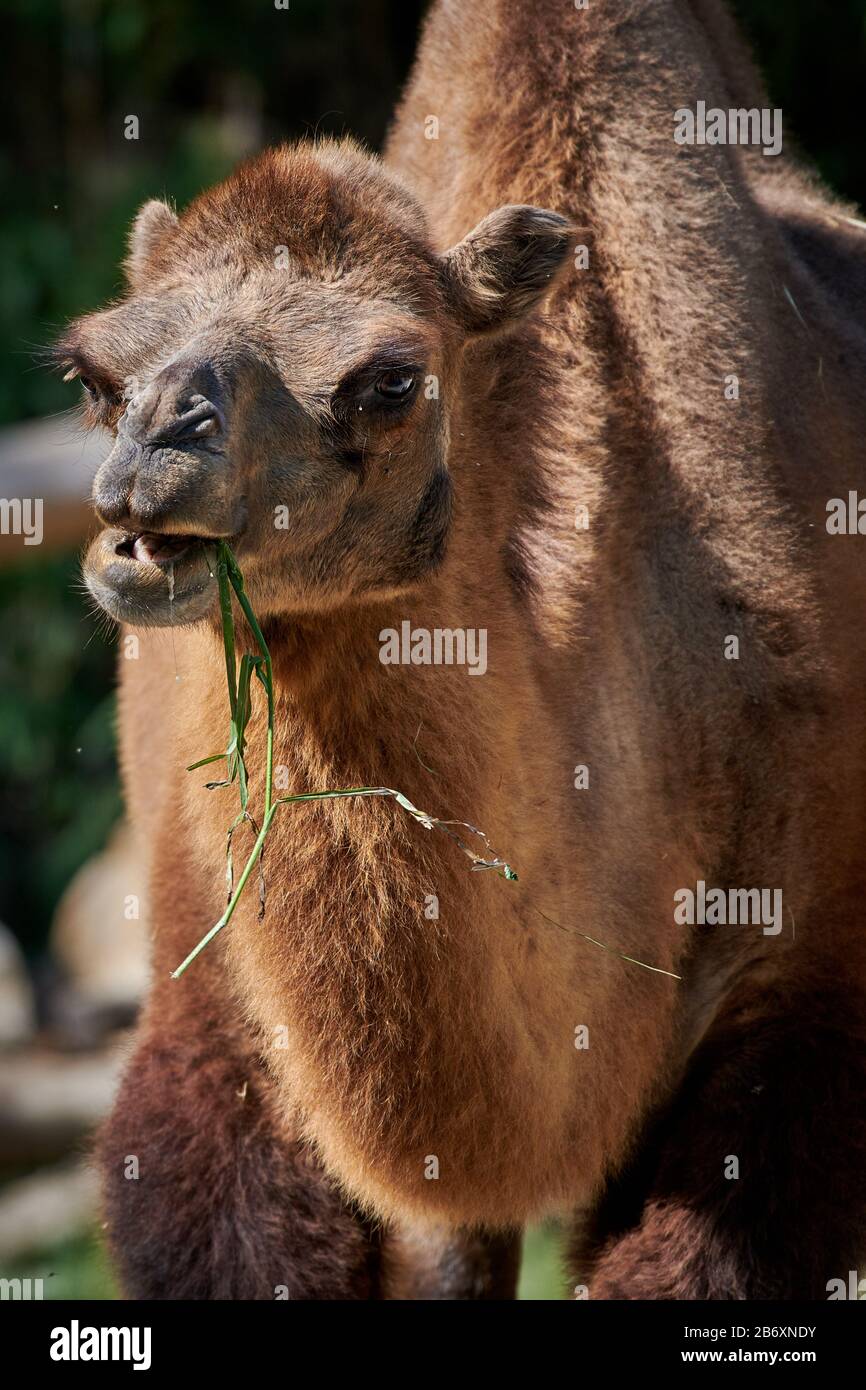 Camelus bactrianus view hi-res stock photography and images - Alamy
