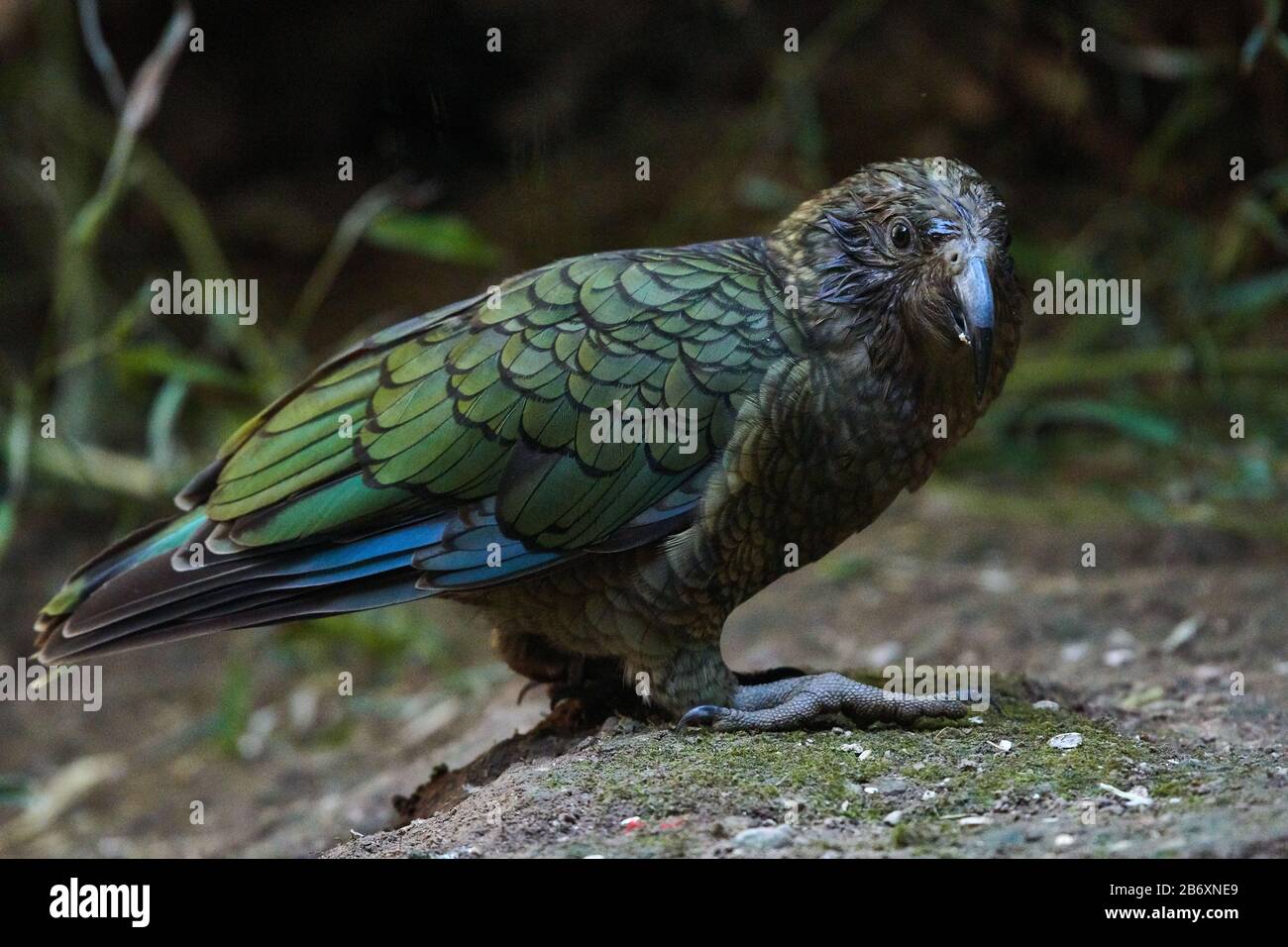 Alpine parrots hi-res stock photography and images - Alamy
