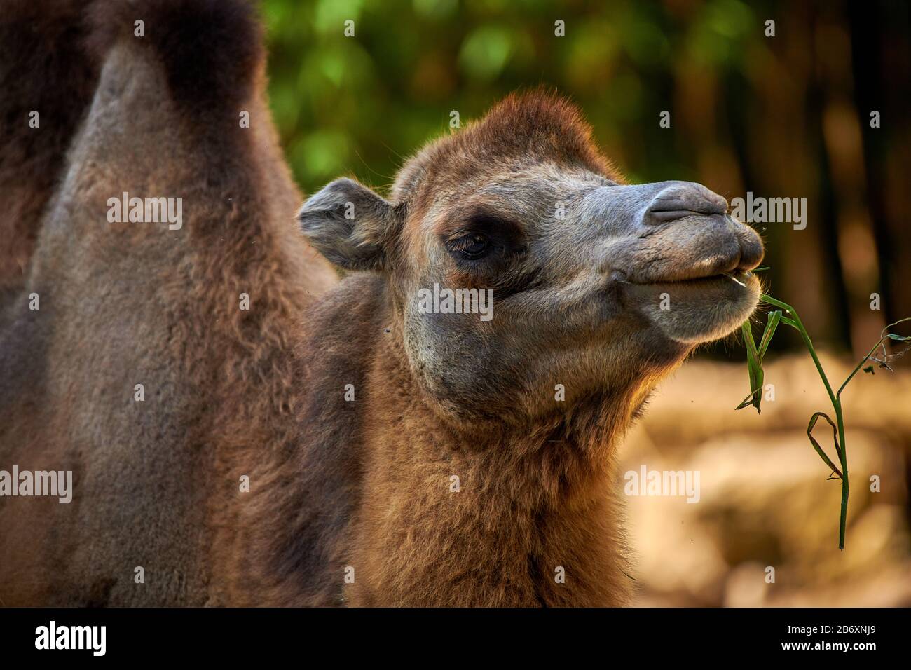 Bactrian camel (Camelus bactrianus Stock Photo - Alamy
