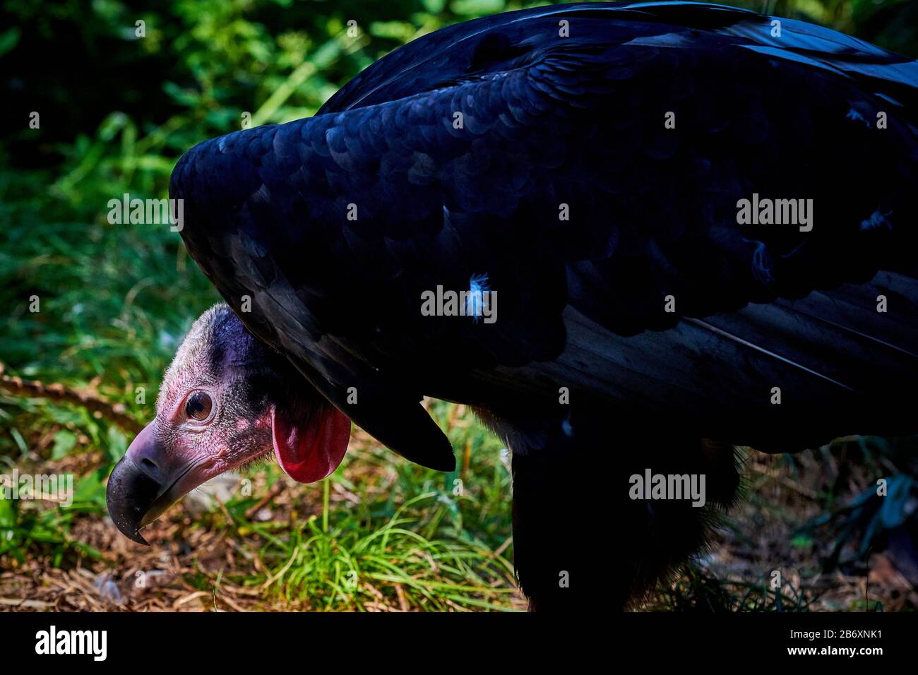 red-headed vulture (Sarcogyps calvus Stock Photo - Alamy