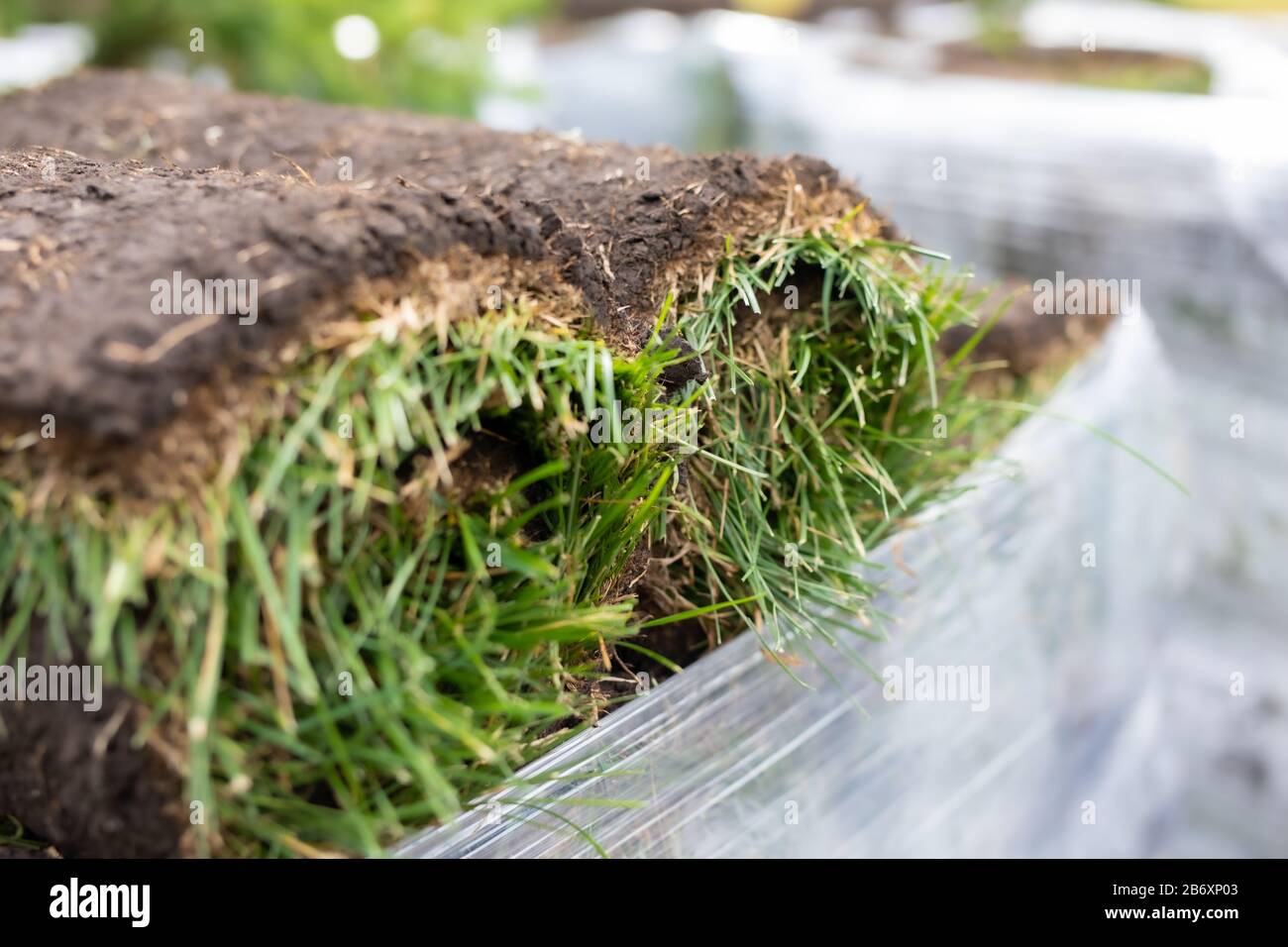Stack of turf grass rolls for landscaping. green grass carpet in roll ...