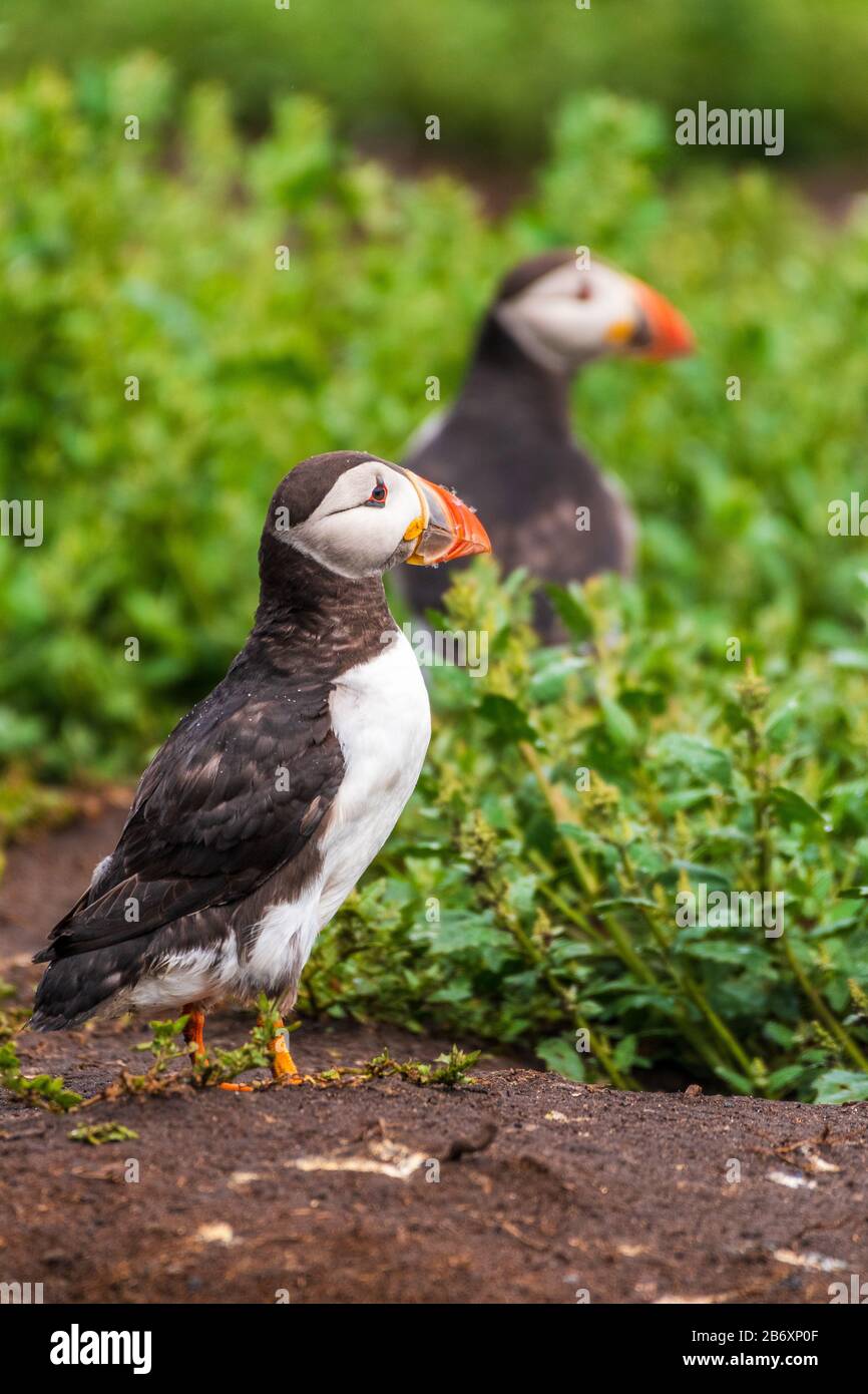 Atlantic Puffin (Fratercula arctica) - two birds on land during ...