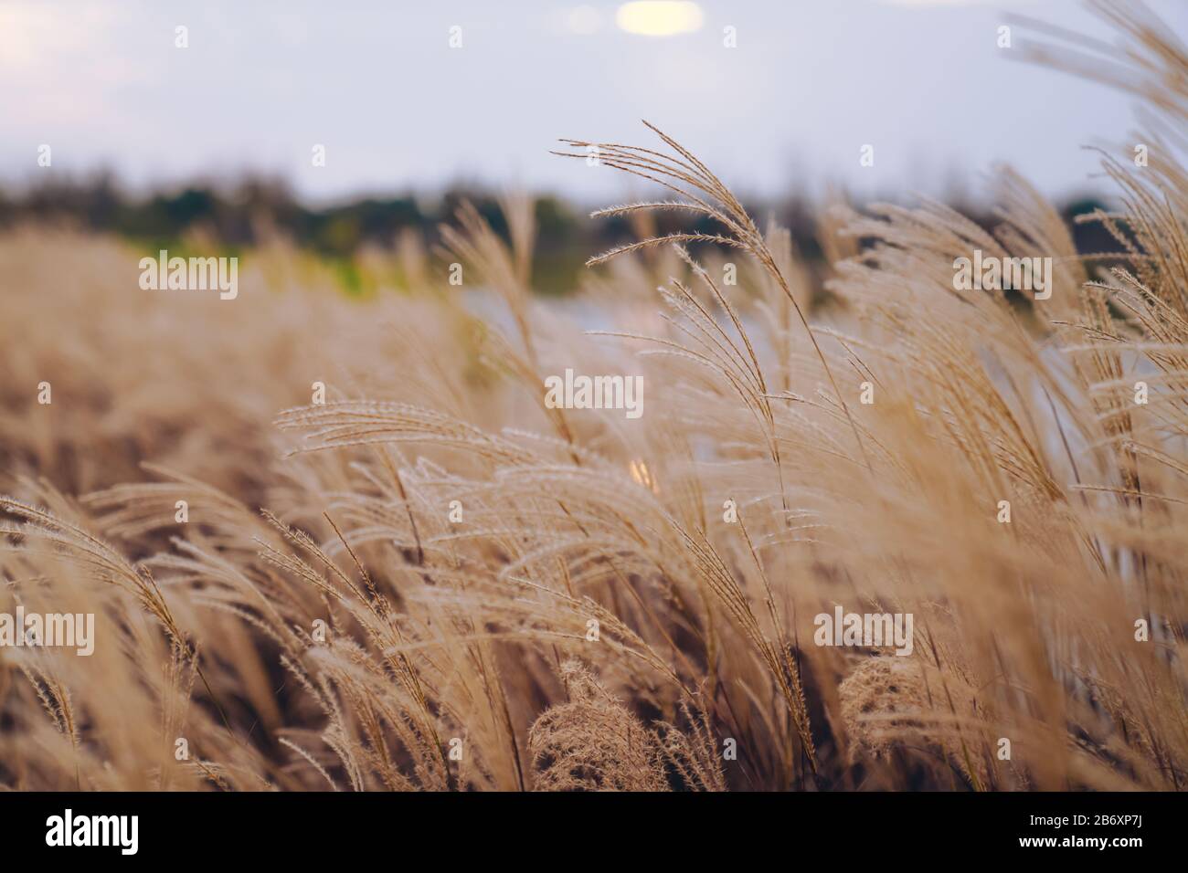 Drifting with the wind hi-res stock photography and images - Alamy
