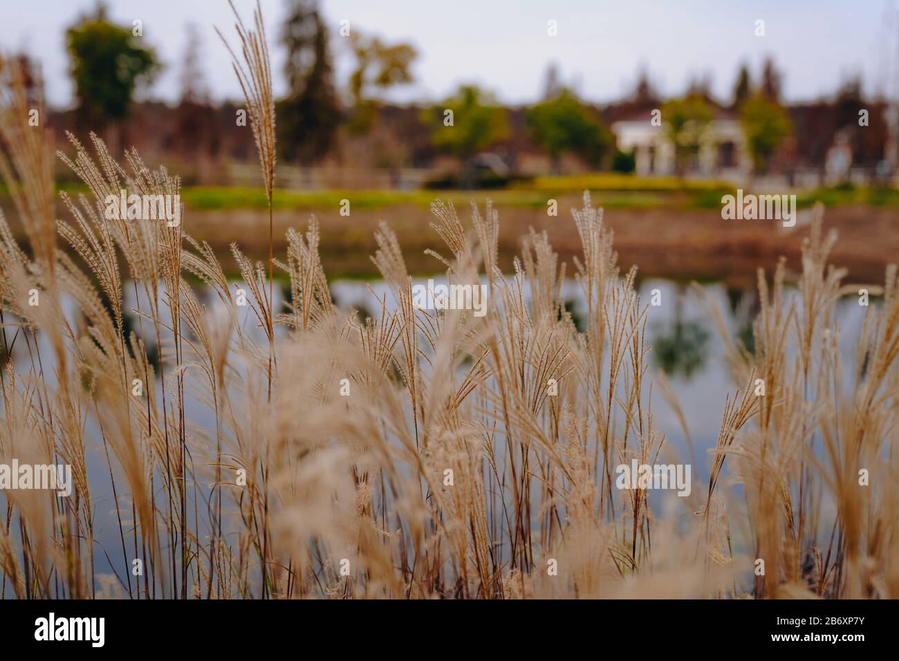Reeds by the water, drifting with the wind Stock Photo - Alamy