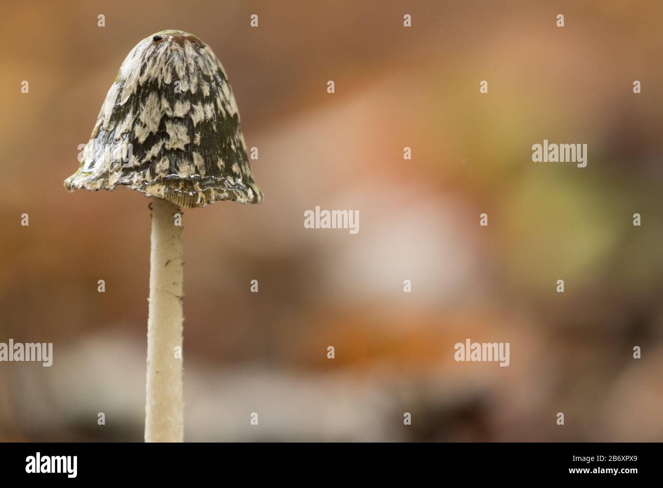 Magpie inkcap (Coprinopsis picacea) in beech woodland. Surrey, UK Stock ...