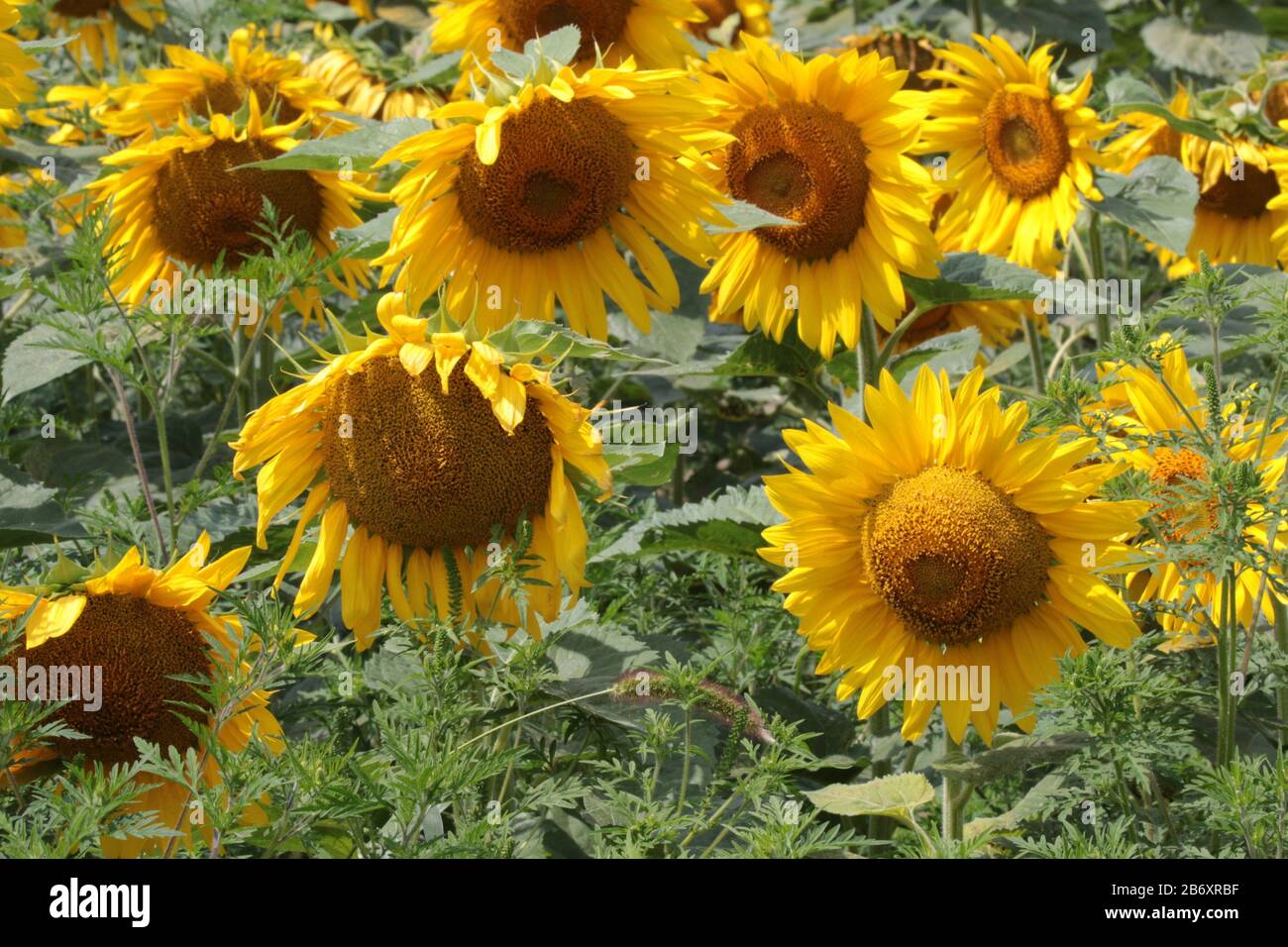 Sunflower Farm Visit Stock Photo - Alamy