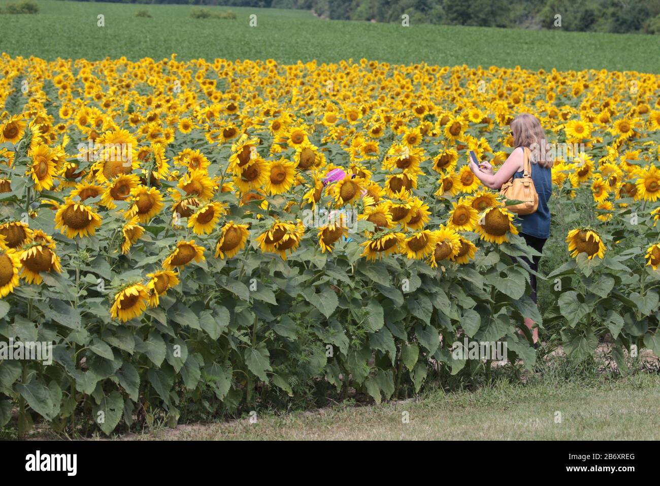 Sunflower Farm Visit Stock Photo - Alamy