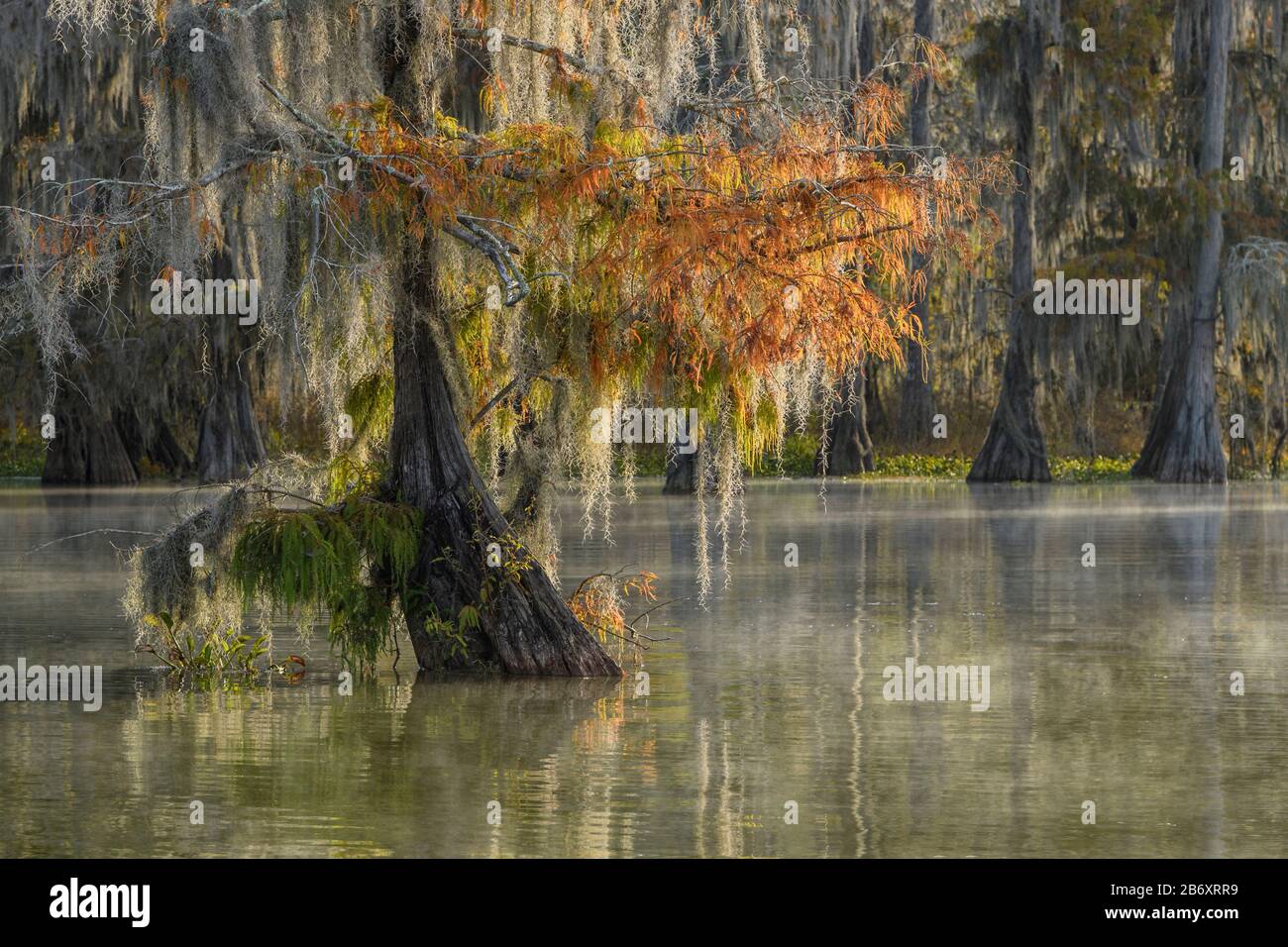 Cypress tree in deep hi-res stock photography and images - Alamy