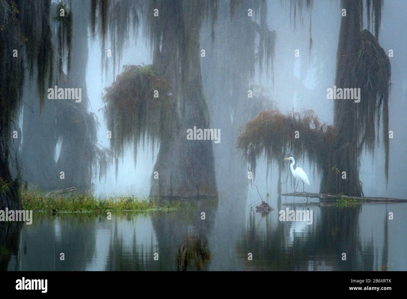 Louisiana swamp fog hi-res stock photography and images - Alamy