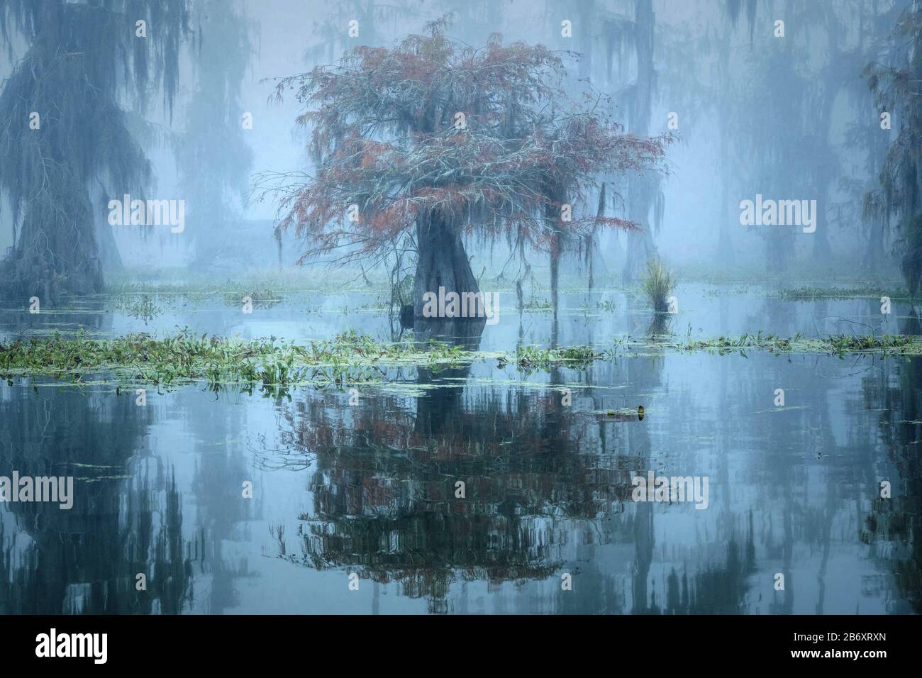 Louisiana swamp fog hi-res stock photography and images - Alamy