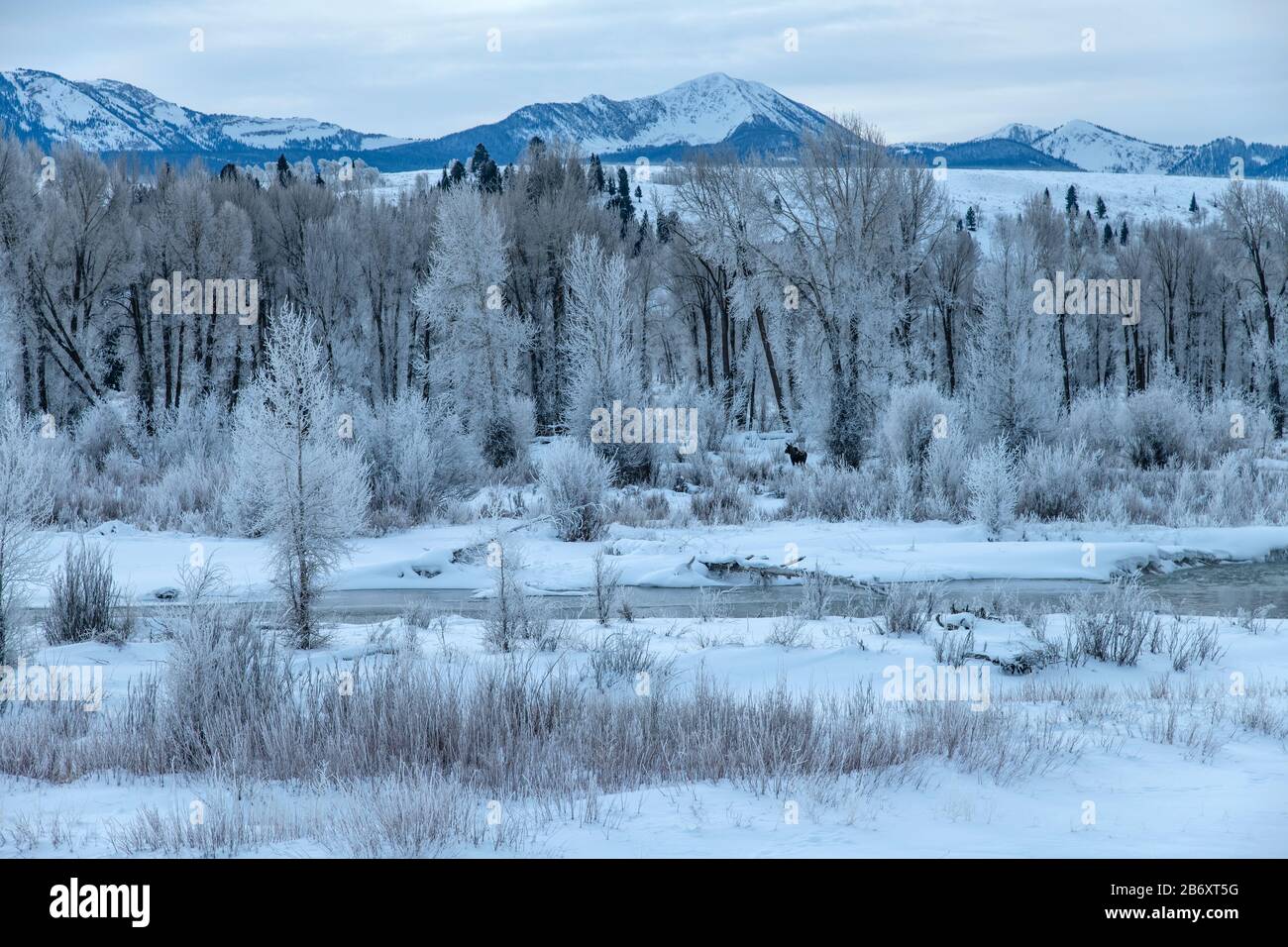 Grand teton national park moose hi-res stock photography and images - Alamy
