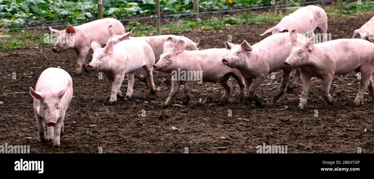 Group of cute piglets Stock Photo - Alamy