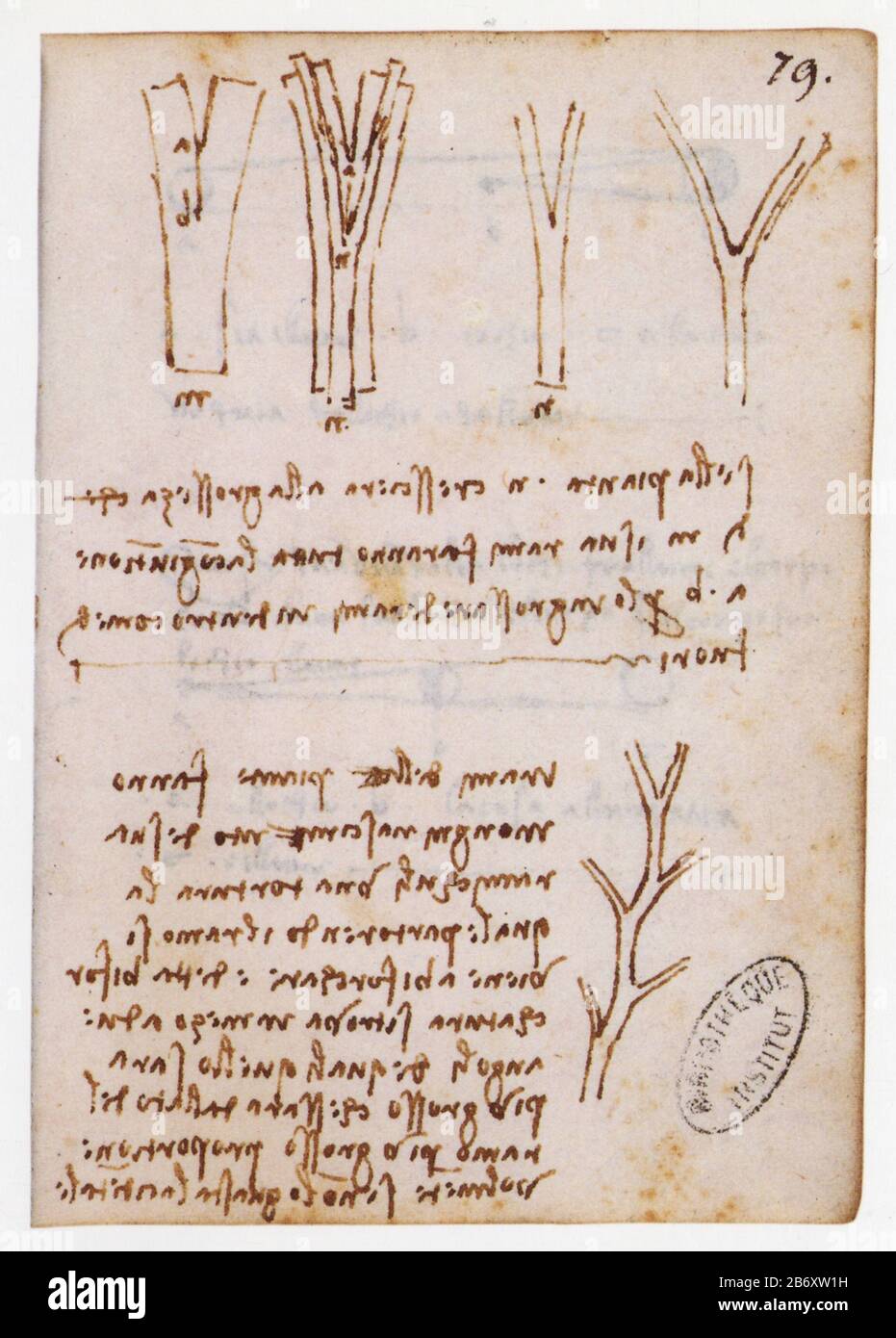 Leonardo da Vinci. Diagrams of trees and part of a branch. 1499 Stock ...