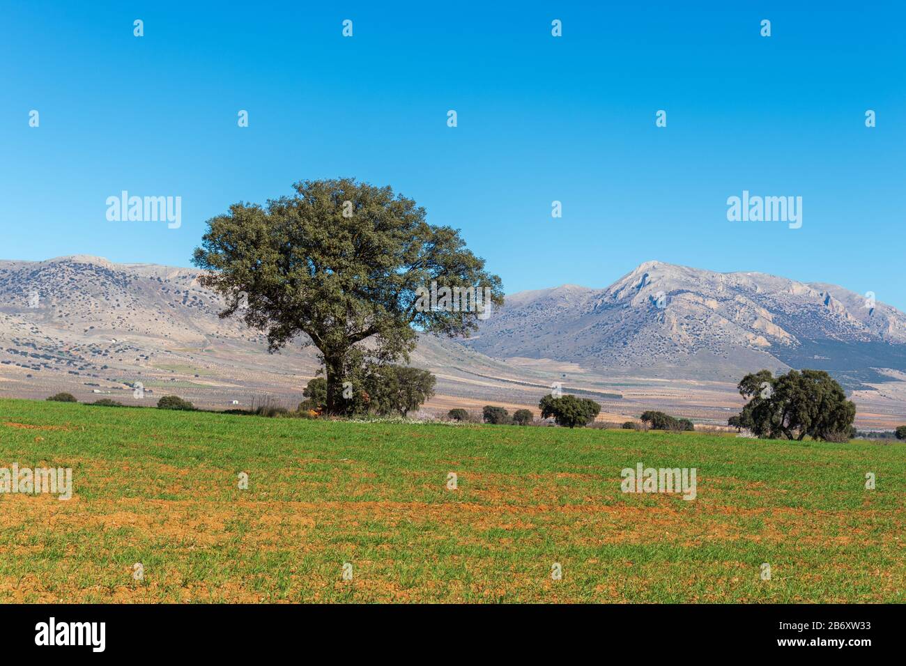 Spanish oak trees hi-res stock photography and images - Alamy