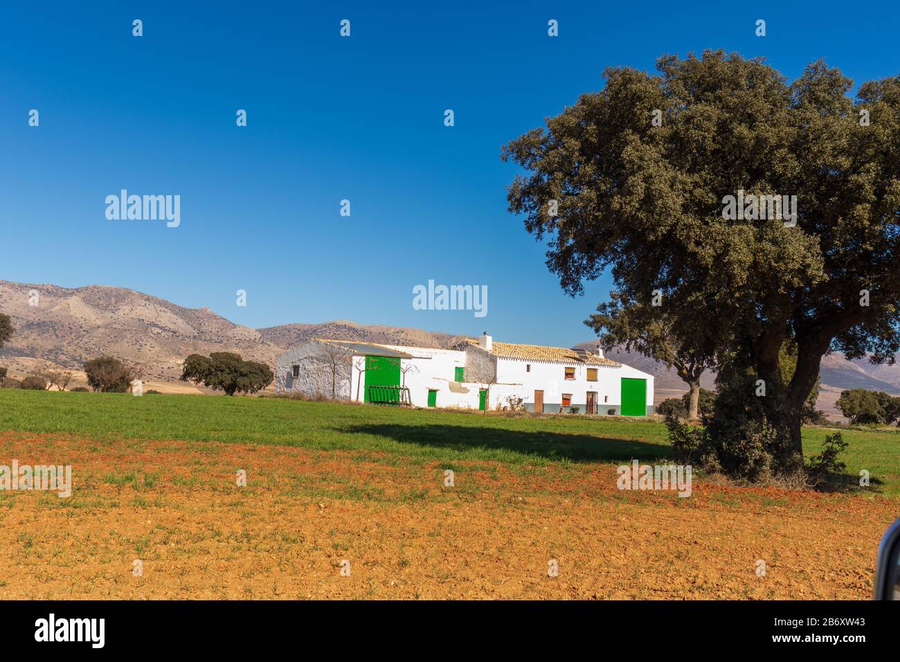 Spanish oak trees hi-res stock photography and images - Alamy