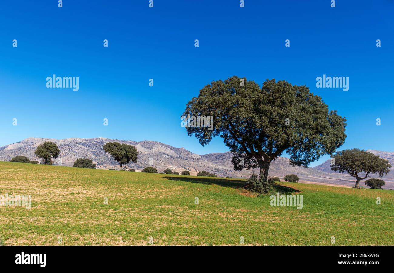 Spanish Oak High Resolution Stock Photography and Images - Alamy