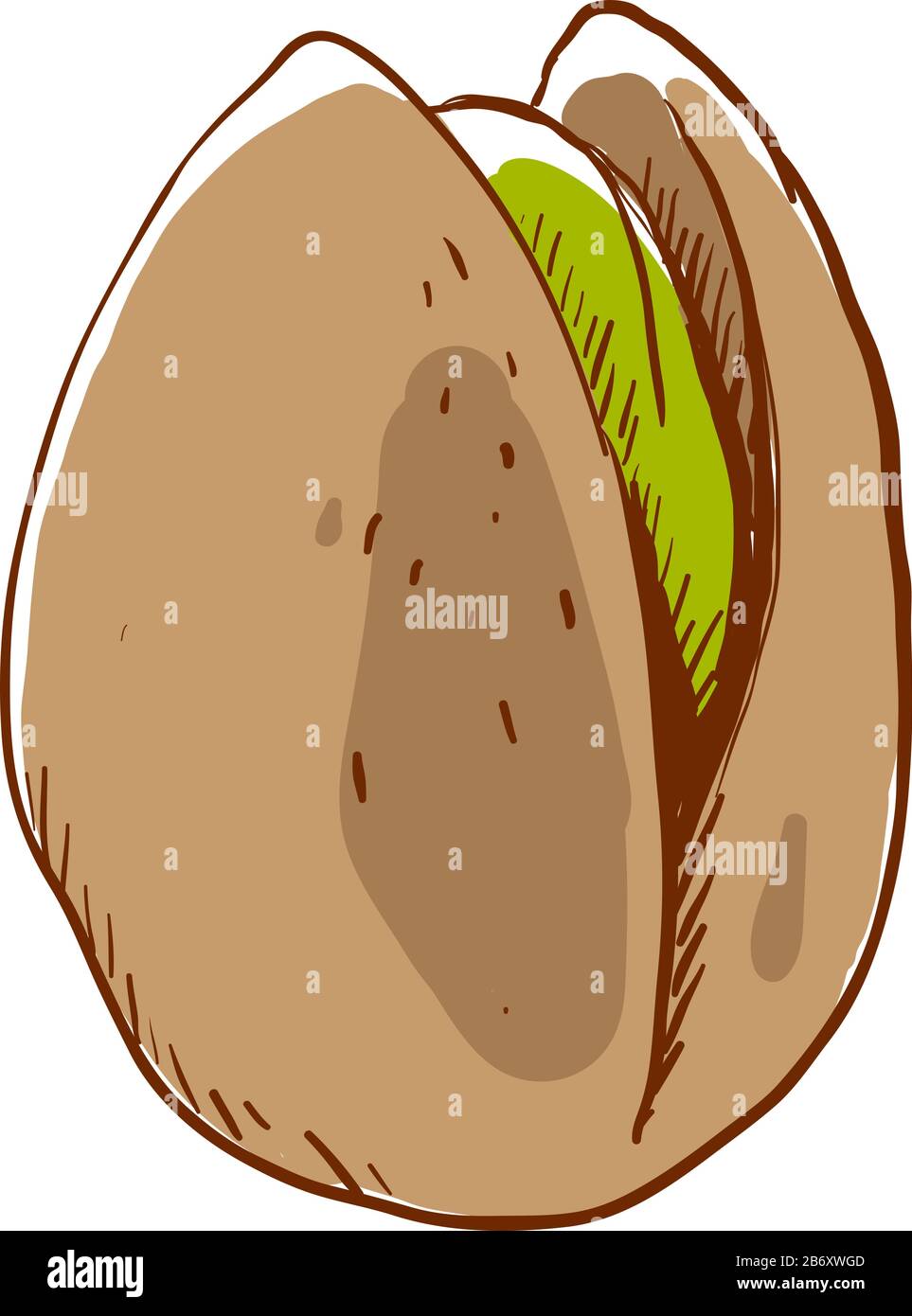 Pistachio drawing, illustration, vector on white background Stock ...