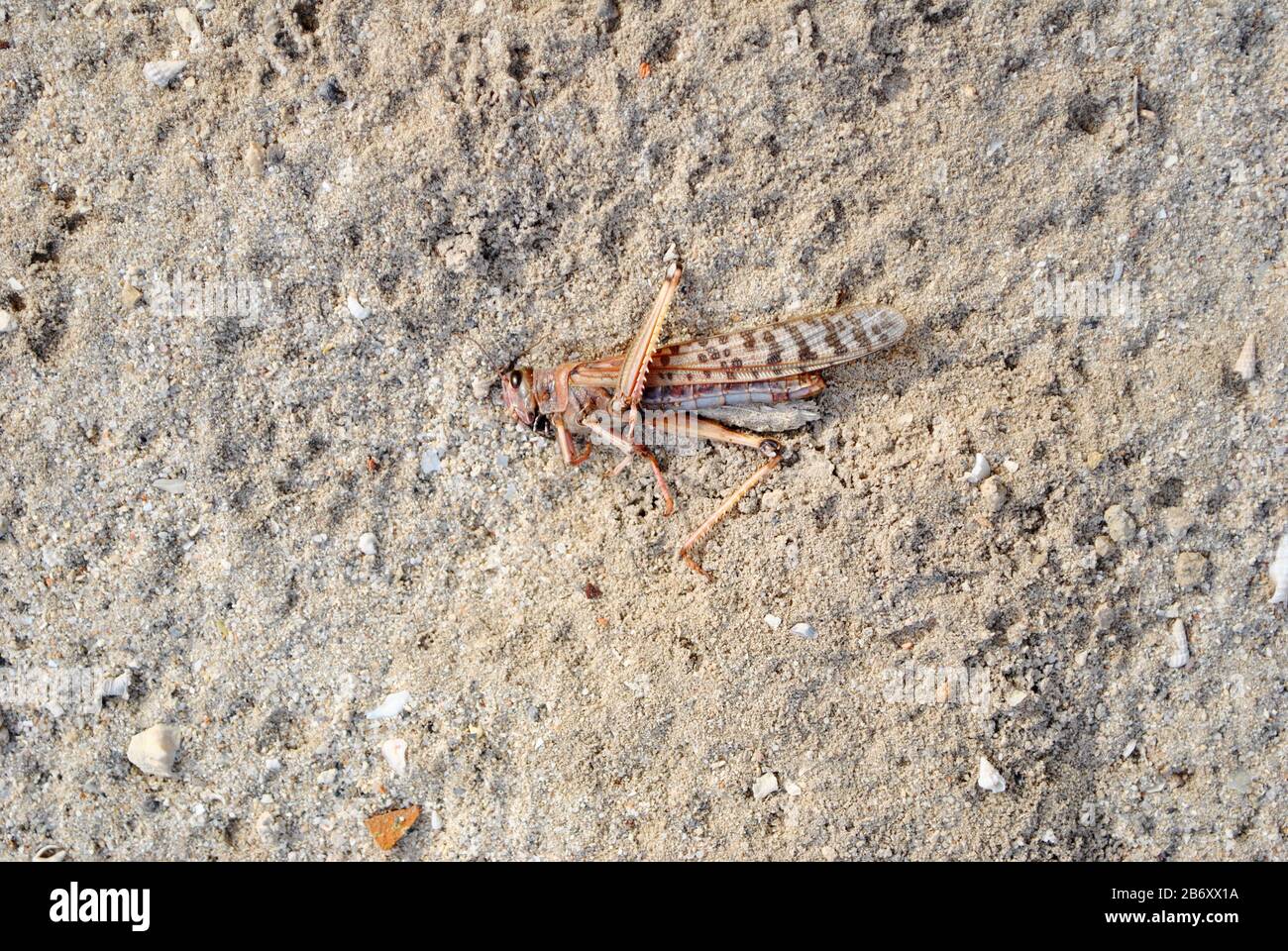 Dead locust lying on the sand Stock Photo - Alamy