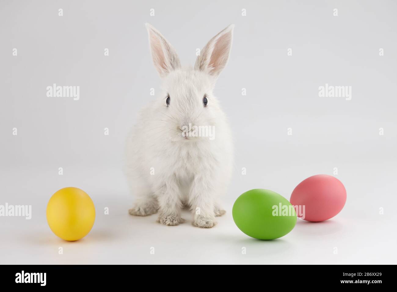 Rabbit eggs hi-res stock photography and images - Alamy