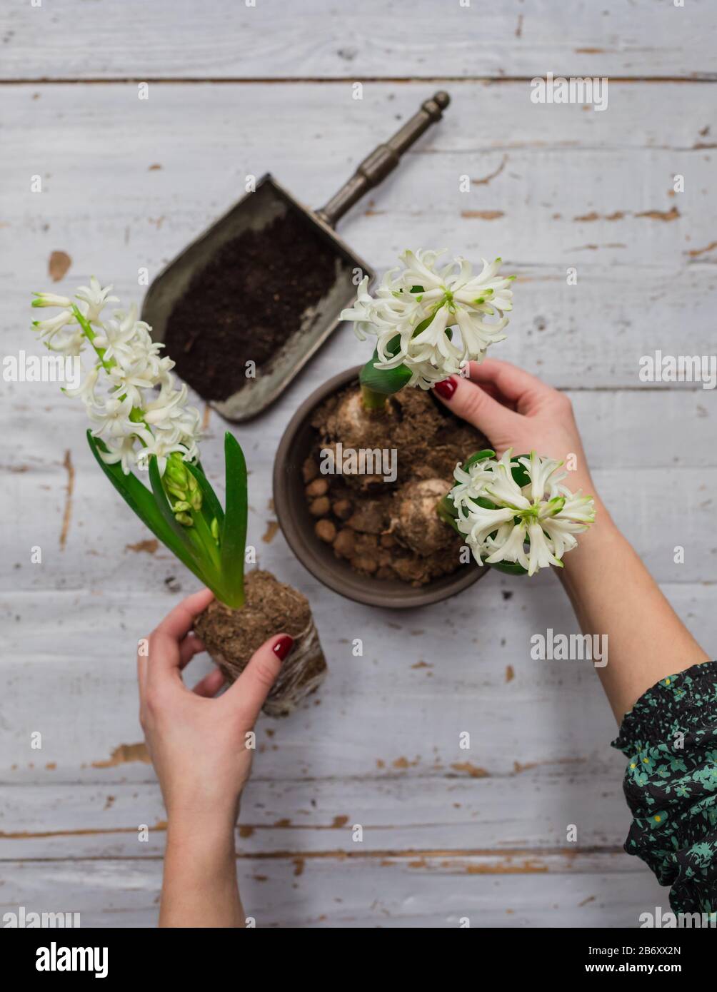 Stages of planting and growing white hyacinths at home, indoor ...