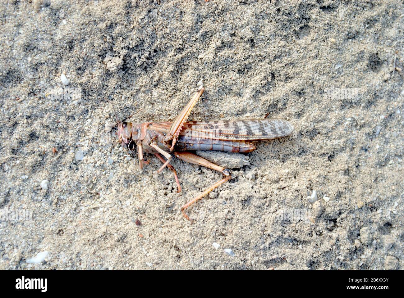 Dead locust lying on the sand Stock Photo - Alamy