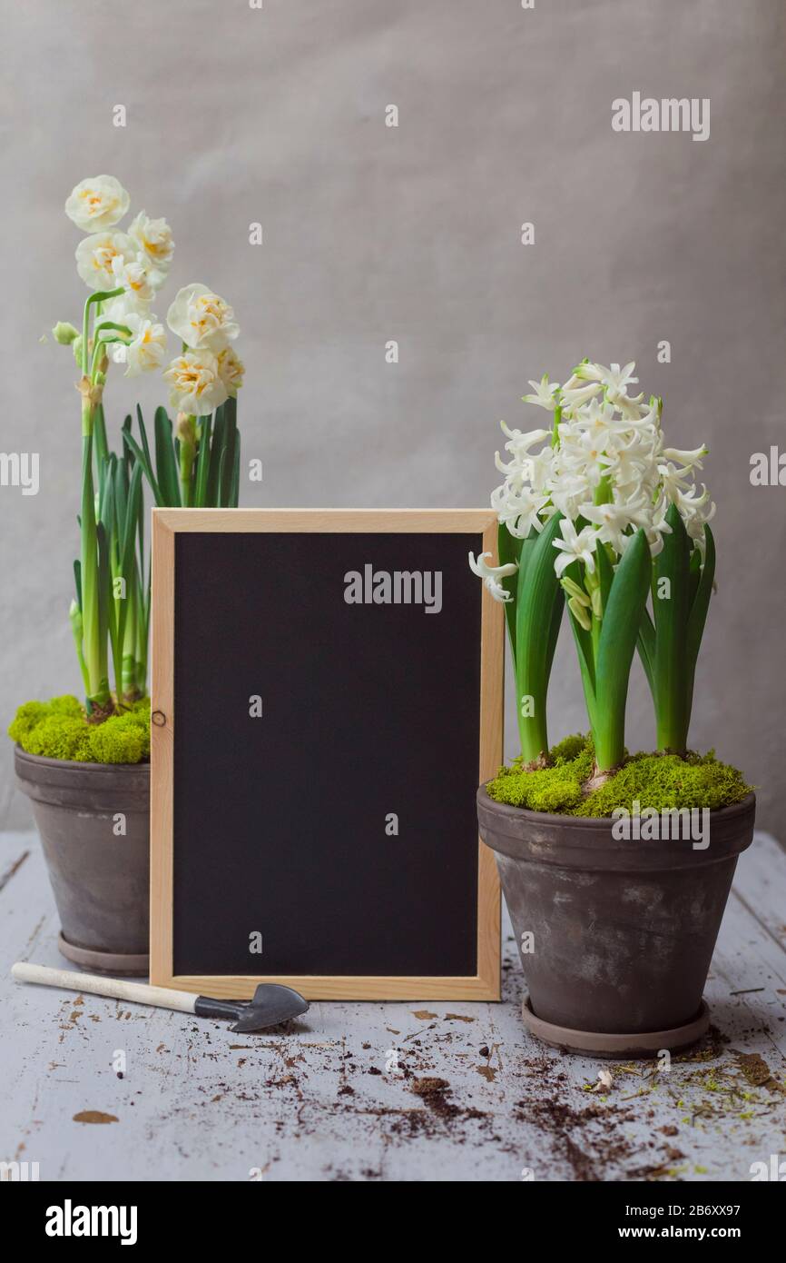 Composition with white hyacinths potted on wooden background ...