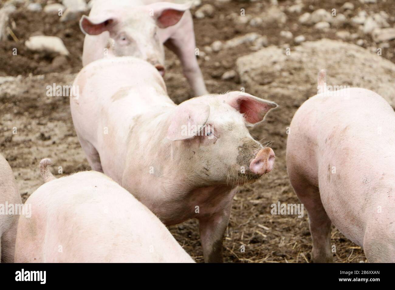 Group of cute piglets Stock Photo - Alamy