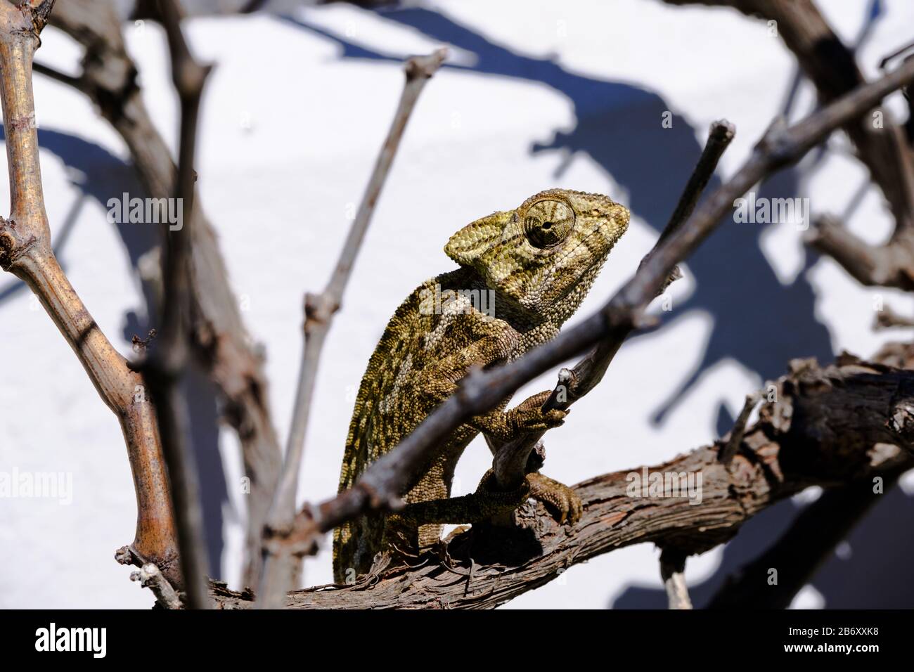Common Mediterranean Chameleon Stock Photo - Alamy