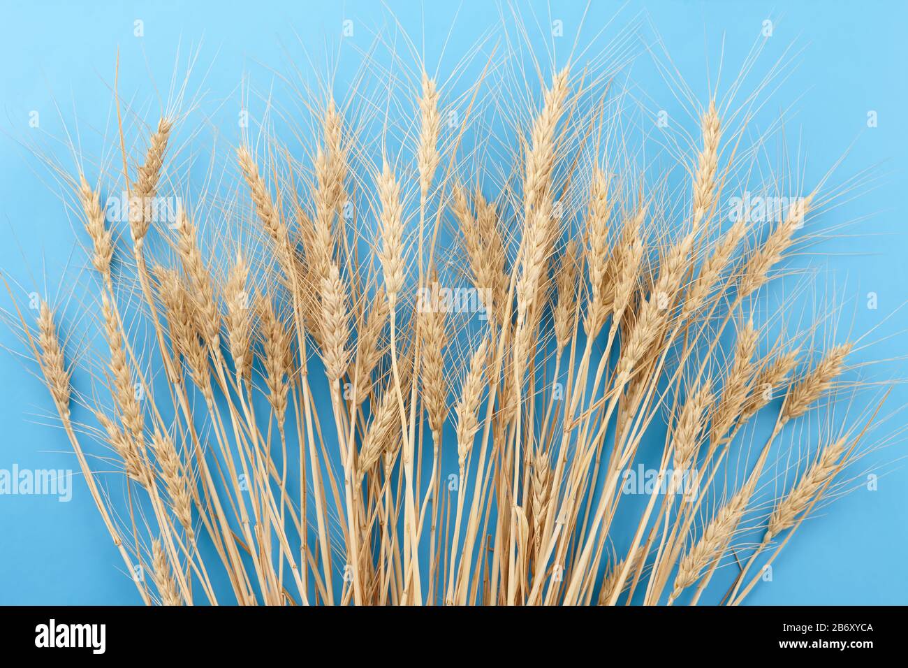 Blue ears hi-res stock photography and images - Alamy