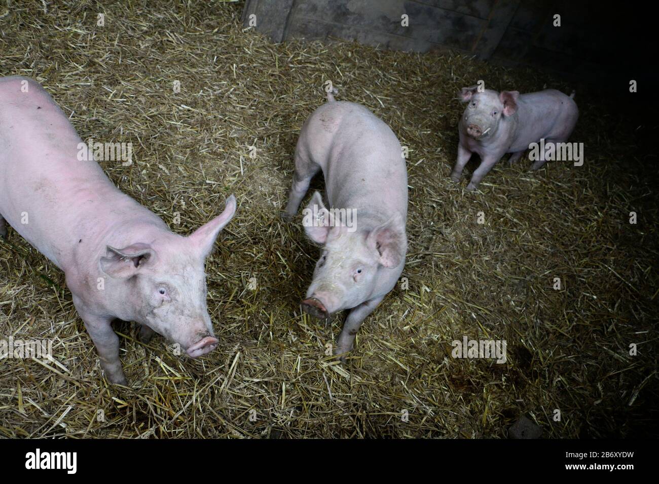 Group of cute piglets Stock Photo - Alamy