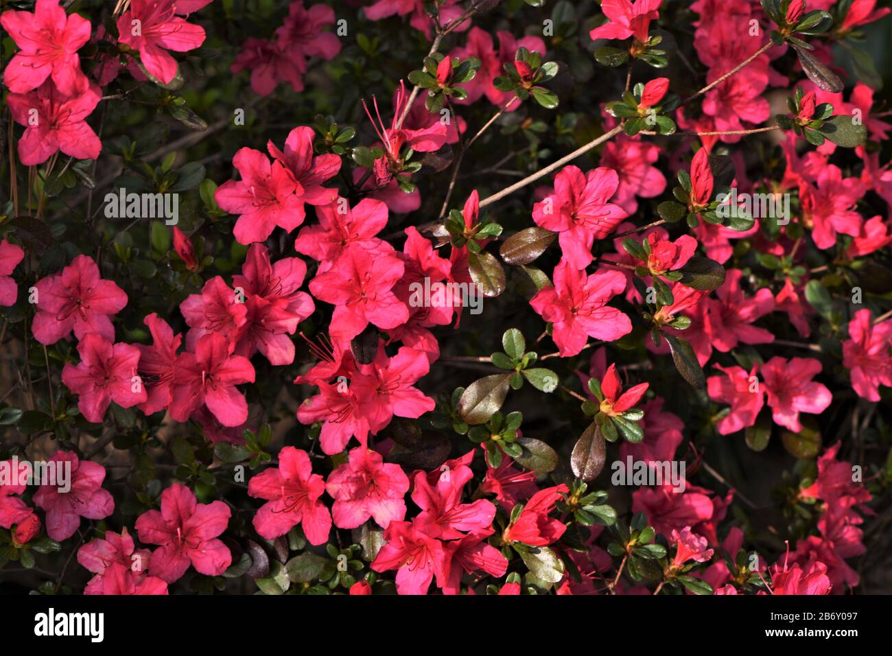 Azalea bush hi-res stock photography and images - Alamy