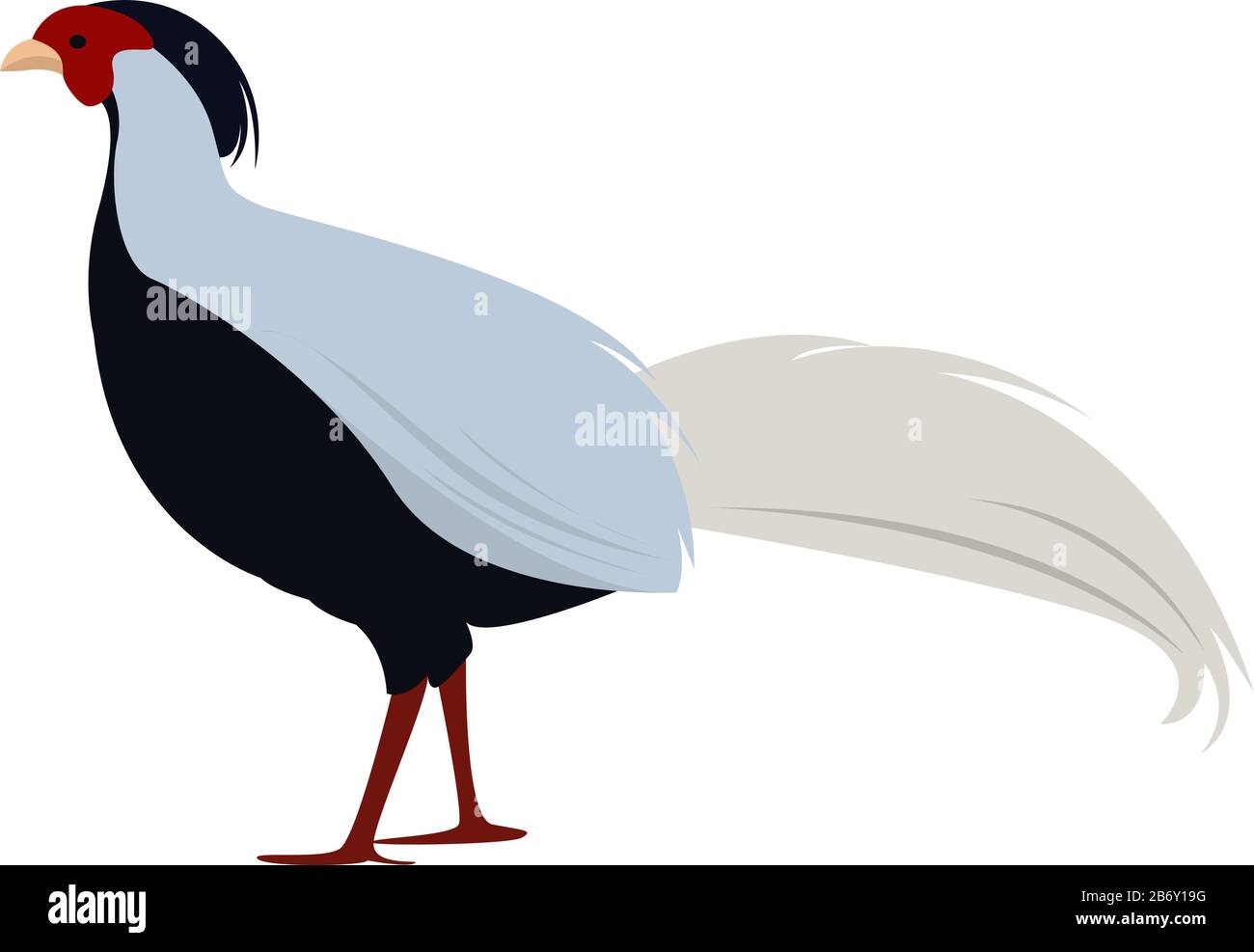 Silver pheasant, illustration, vector on white background Stock Vector ...