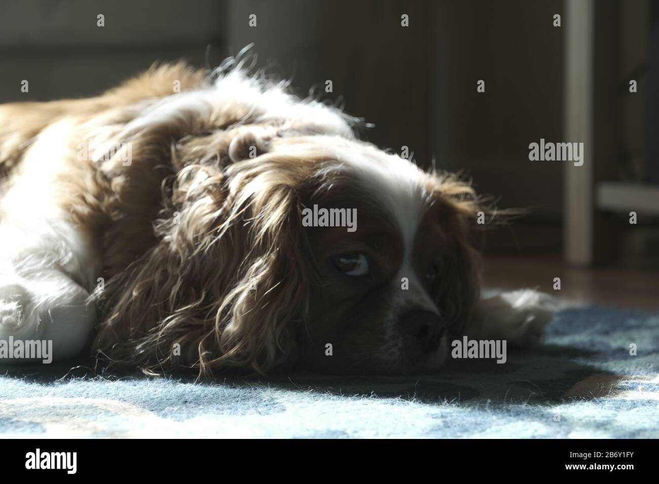Dog on Rug Stock Photo - Alamy
