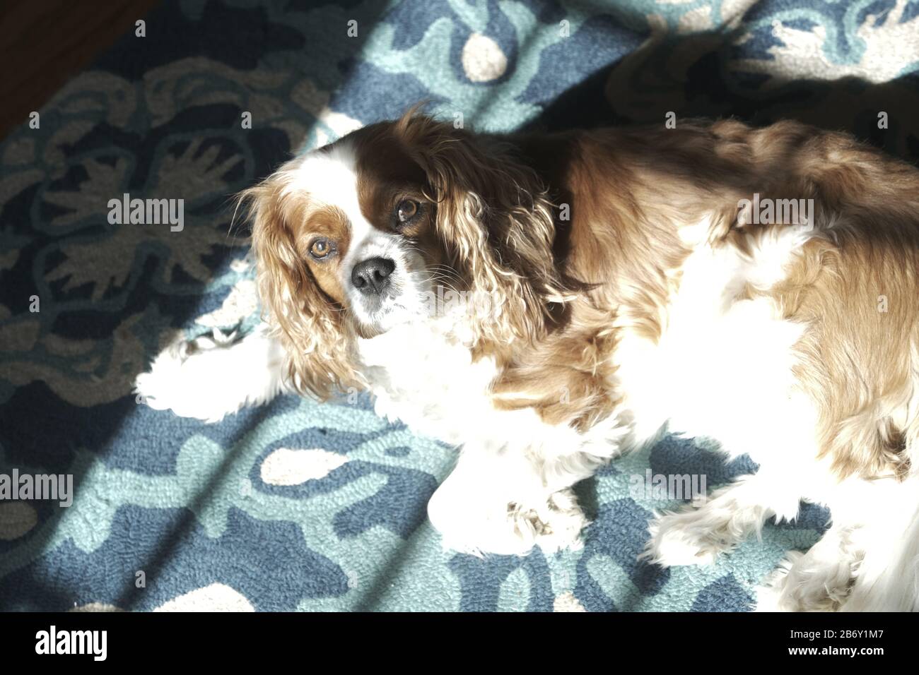 Dog on Rug Stock Photo - Alamy