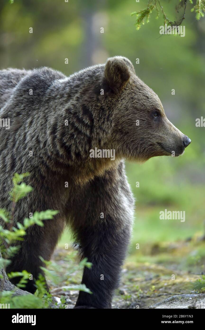 Brown bear in the summer forest. Scientific name: Ursus arctos. Natural ...