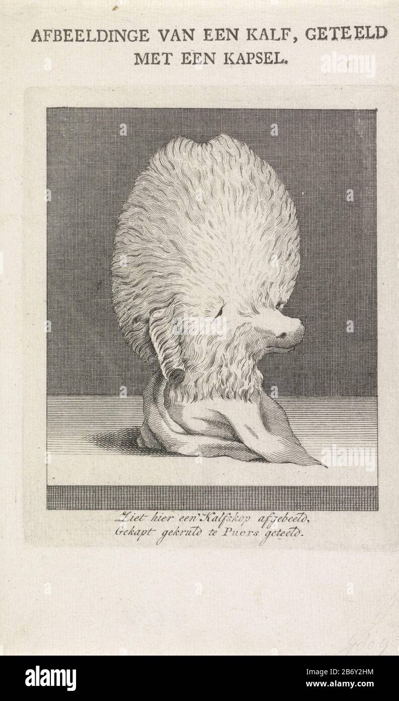 Kalfskop met kapsel, 1778 Afbeeldinge van een kalf, geteeld met een ...