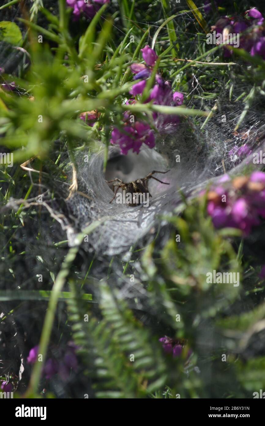 Labyrinth spider hi-res stock photography and images - Alamy